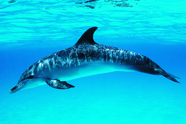 20+ Best Dolphin Desktop Wallpapers | FreeCreatives