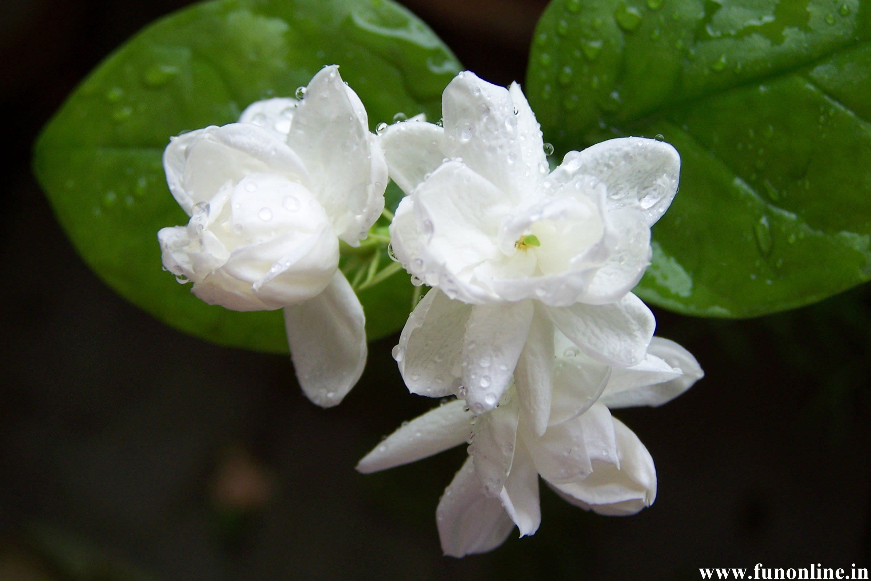 FREE 20 Jasmine Flower Wallpapers In PSD Vector EPS